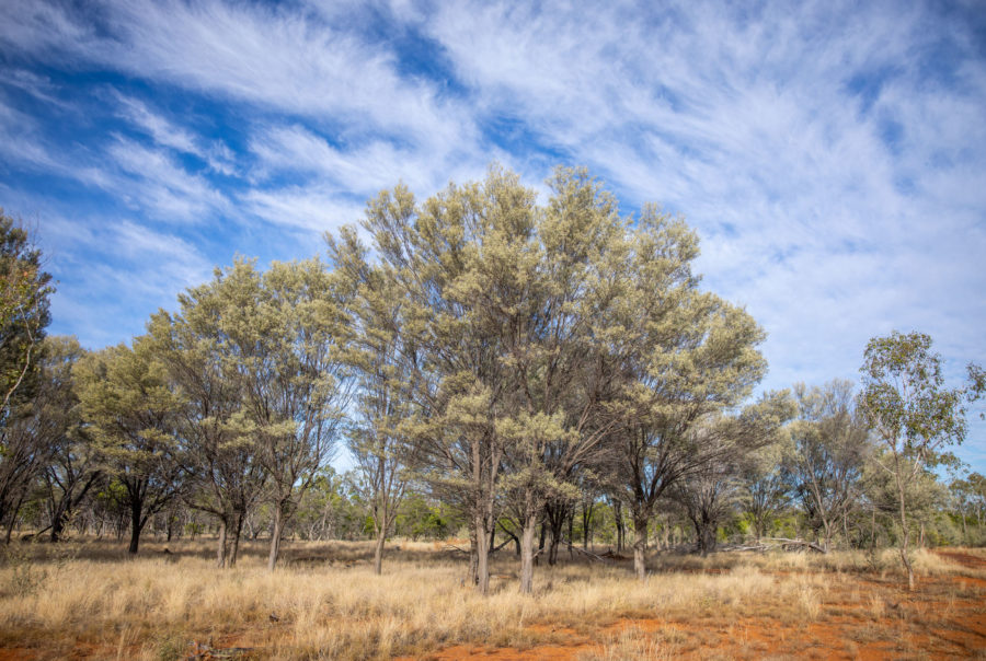 Maranoa Ecosystem Conservation Project #2 - GreenCollar