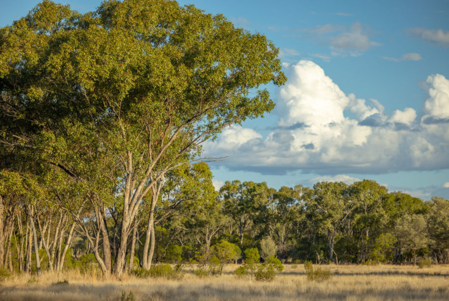 Maranoa Ecosystem Conservation Project #2 - GreenCollar